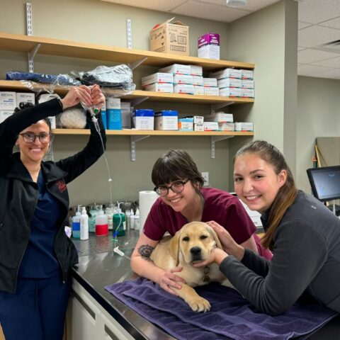 Veterinarians In Boston, MA | Boston Animal Hospital North Station